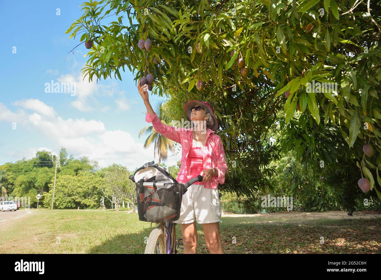 Woman under a mango tree reaches up to the fruit Stock Photo - Alamy