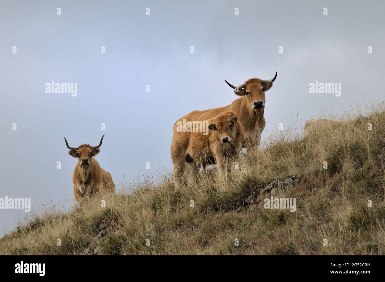 Cow and calf of aubrac race hi-res stock photography and images - Alamy