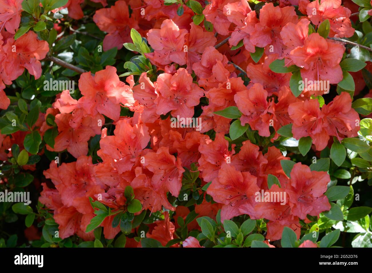 Azalea florida hi-res stock photography and images - Alamy