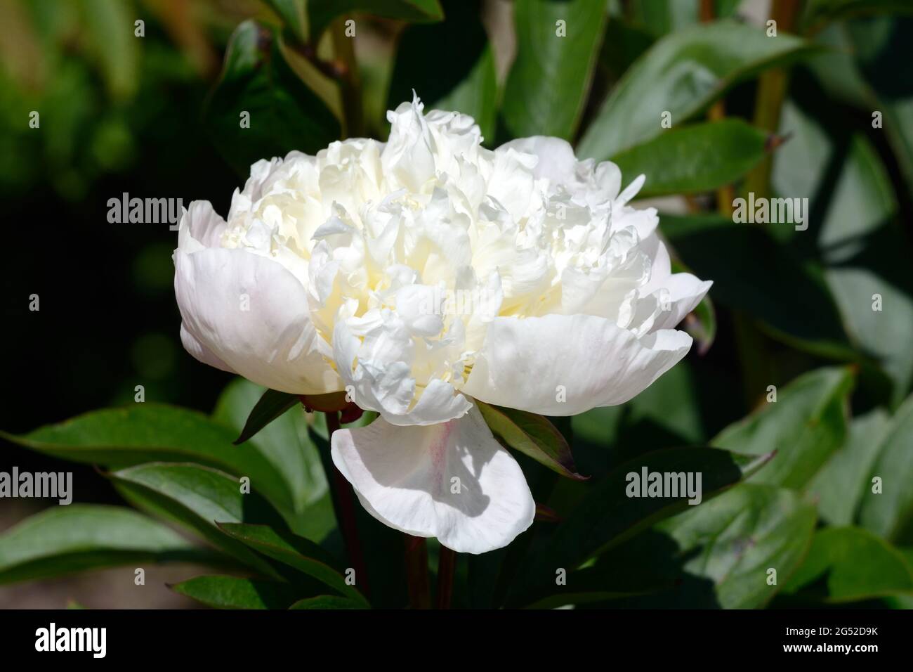 Paeonia lactiflora immaculee herbacious peony scented white bowl shaped ...