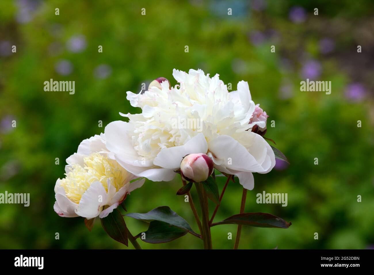 Paeonia lactiflora immaculee herbacious peony scented white bowl shaped ...