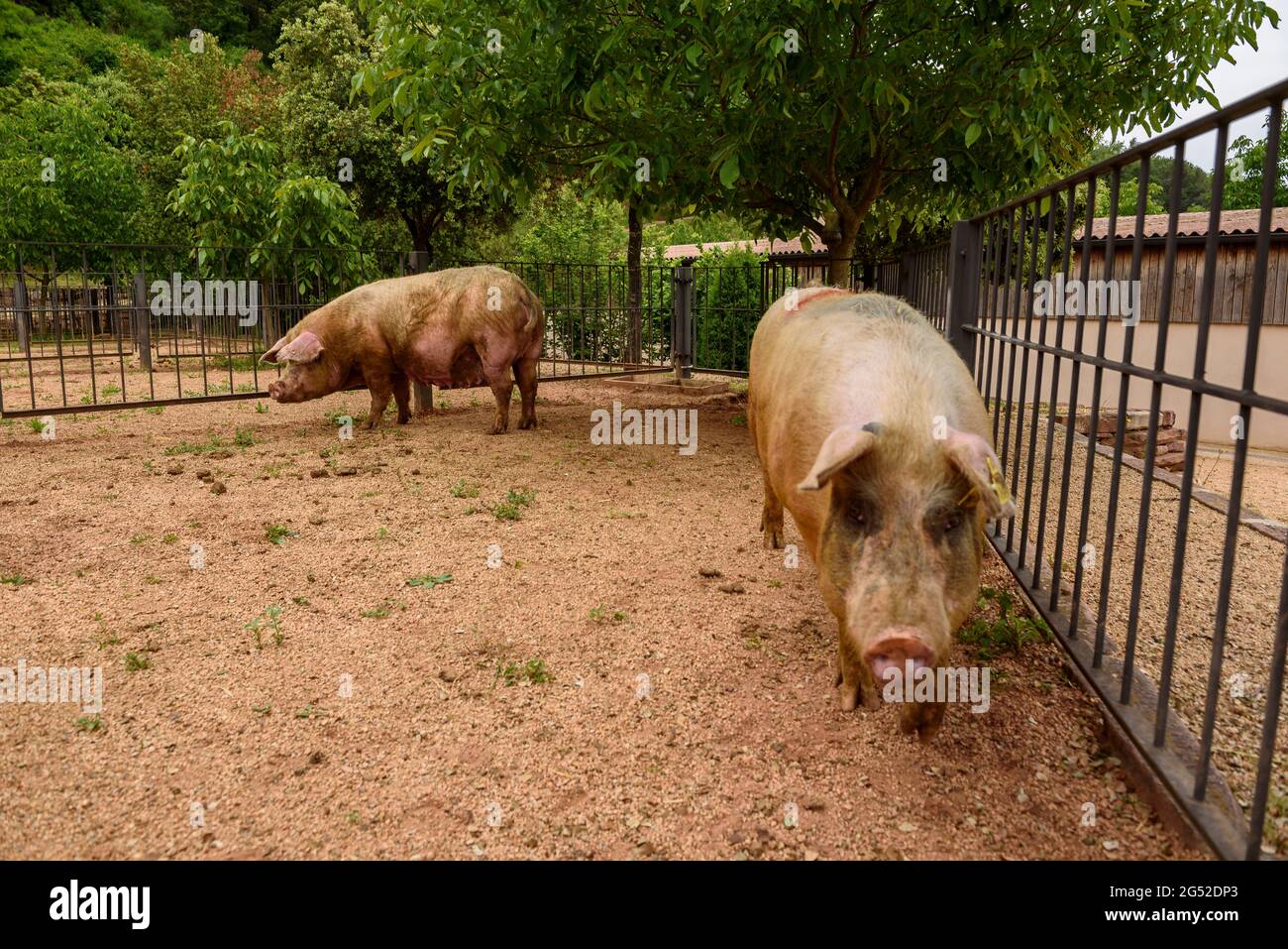 Visit to the Salgot Ecofarm, where pigs are raised following ecological ...