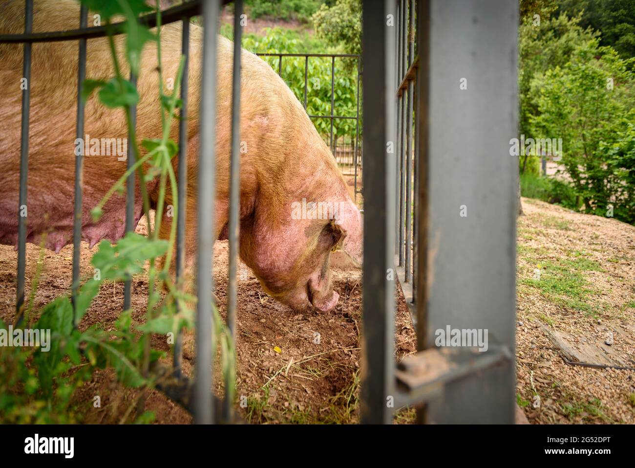 Visit to the Salgot Ecofarm, where pigs are raised following ecological ...