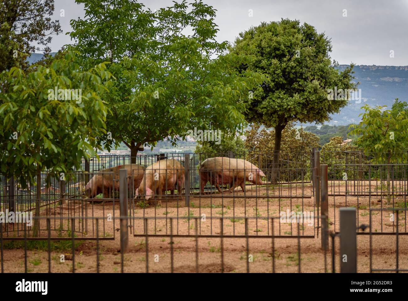 Visit to the Salgot Ecofarm, where pigs are raised following ecological ...