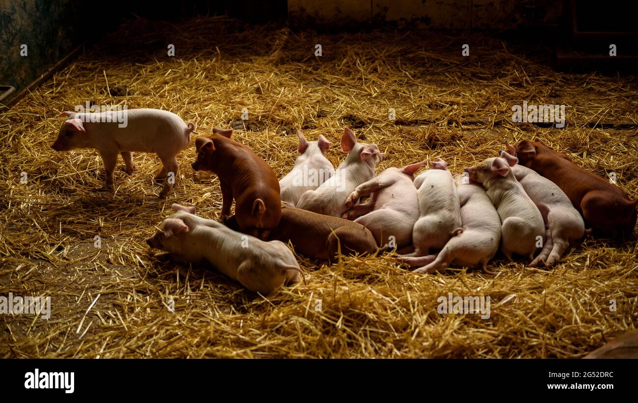Visit to the Salgot Ecofarm, where pigs are raised following ecological ...