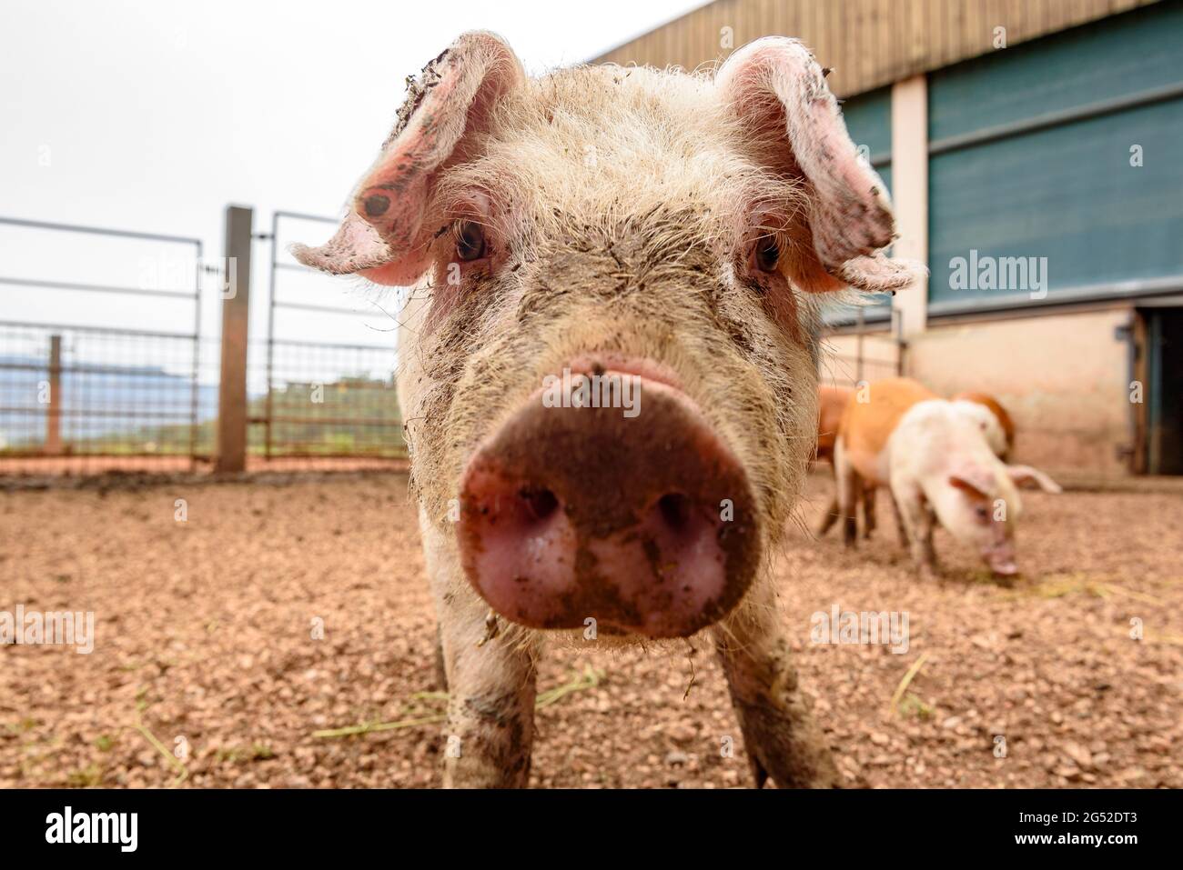 Visit to the Salgot Ecofarm, where pigs are raised following ecological ...
