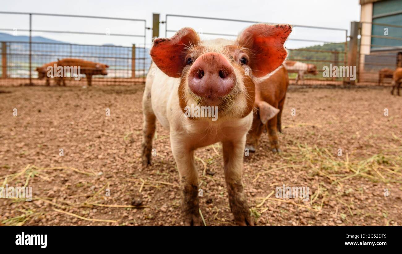 Visit to the Salgot Ecofarm, where pigs are raised following ecological ...