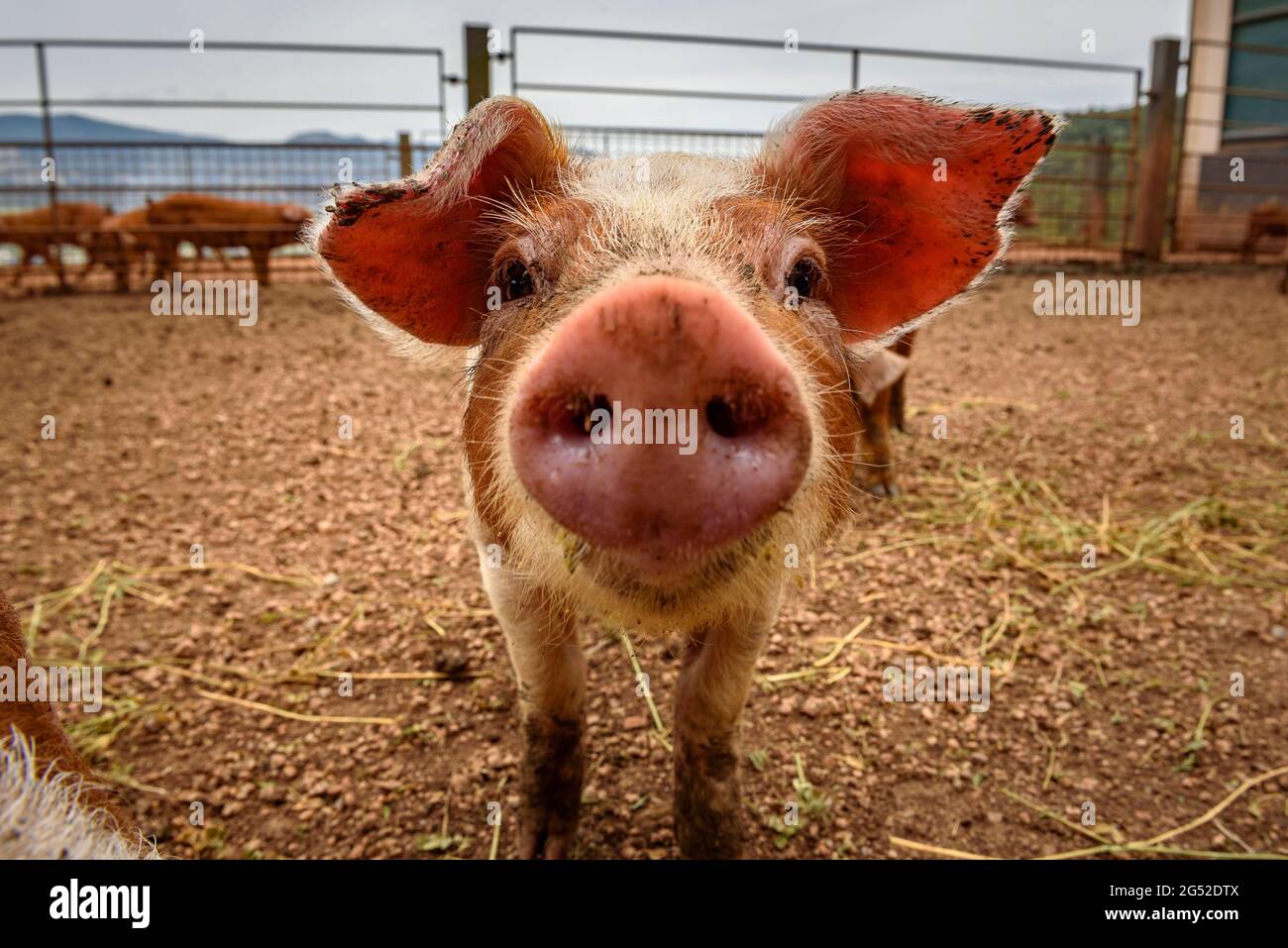 Visit to the Salgot Ecofarm, where pigs are raised following ecological ...
