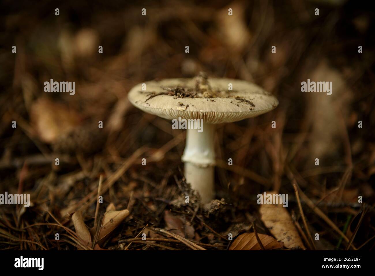 Seta de la naturaleza hi-res stock photography and images - Alamy