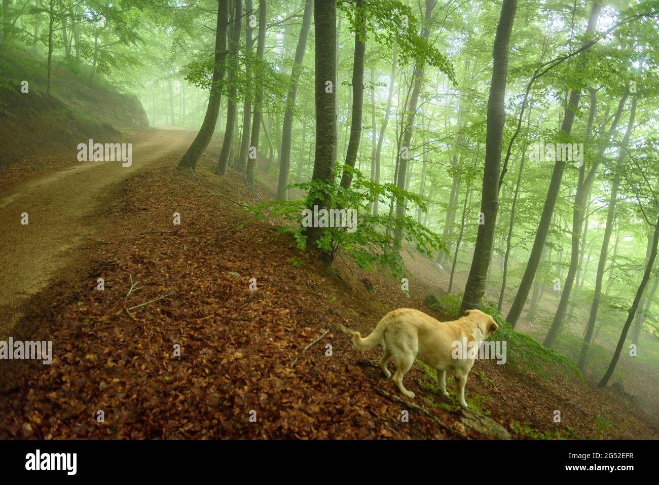 Niebla de perro hi-res stock photography and images - Alamy
