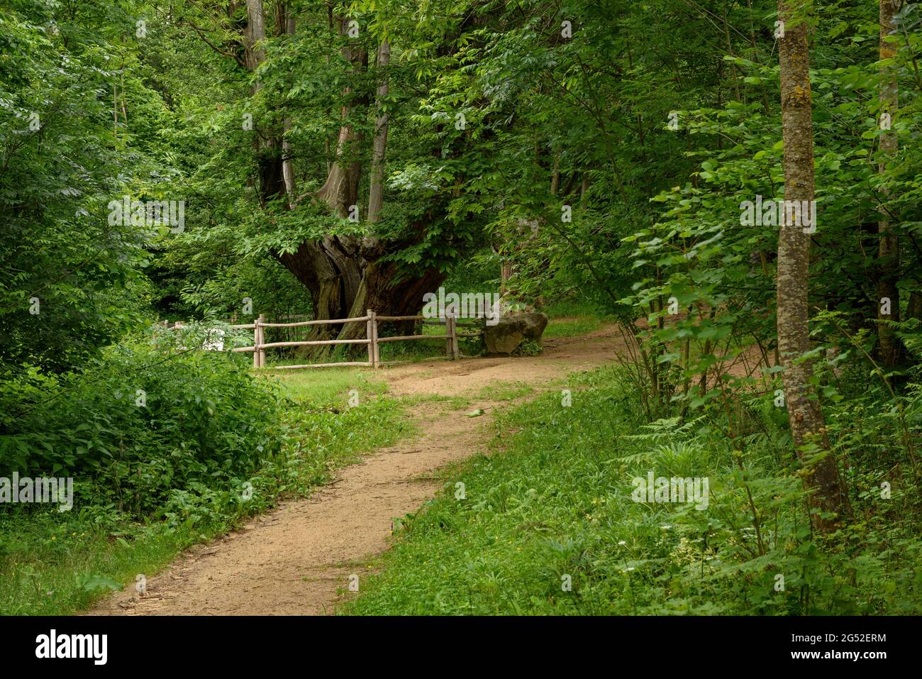 árbol de castaño hi-res stock photography and images - Alamy