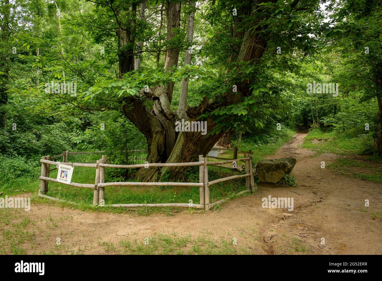 árbol de castaño hi-res stock photography and images - Alamy