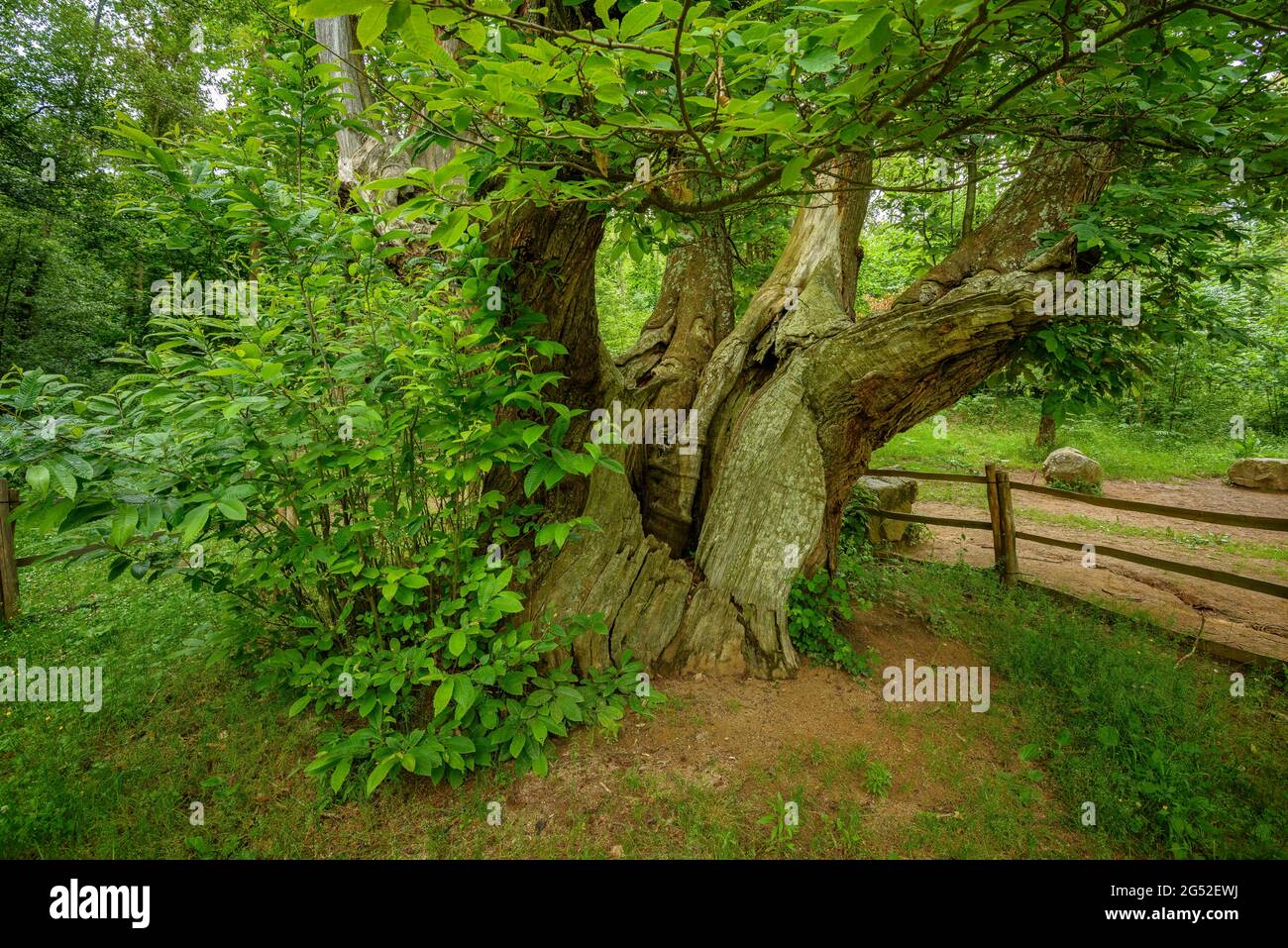 árbol de castaño hi-res stock photography and images - Alamy