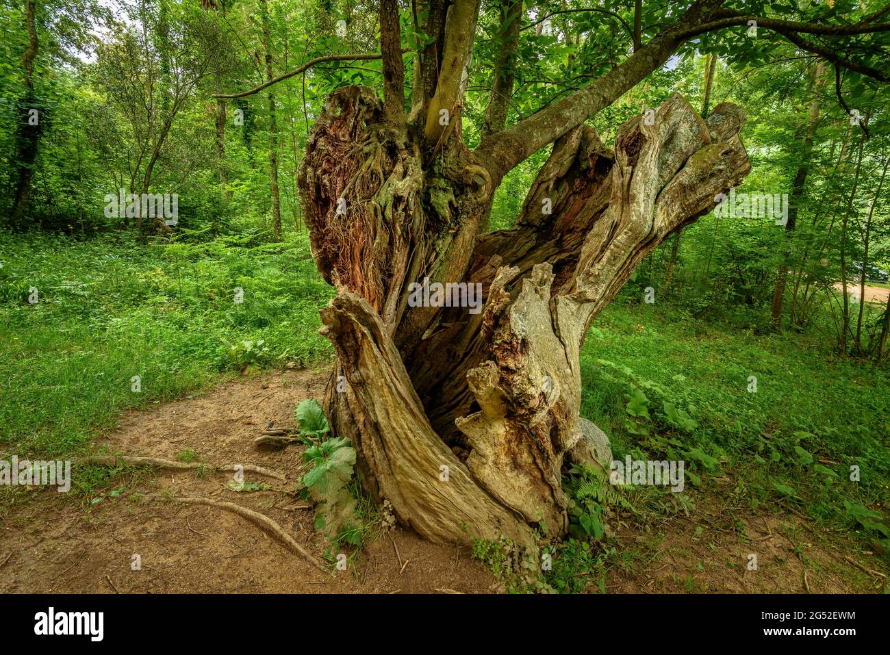 árbol de castaño hi-res stock photography and images - Alamy