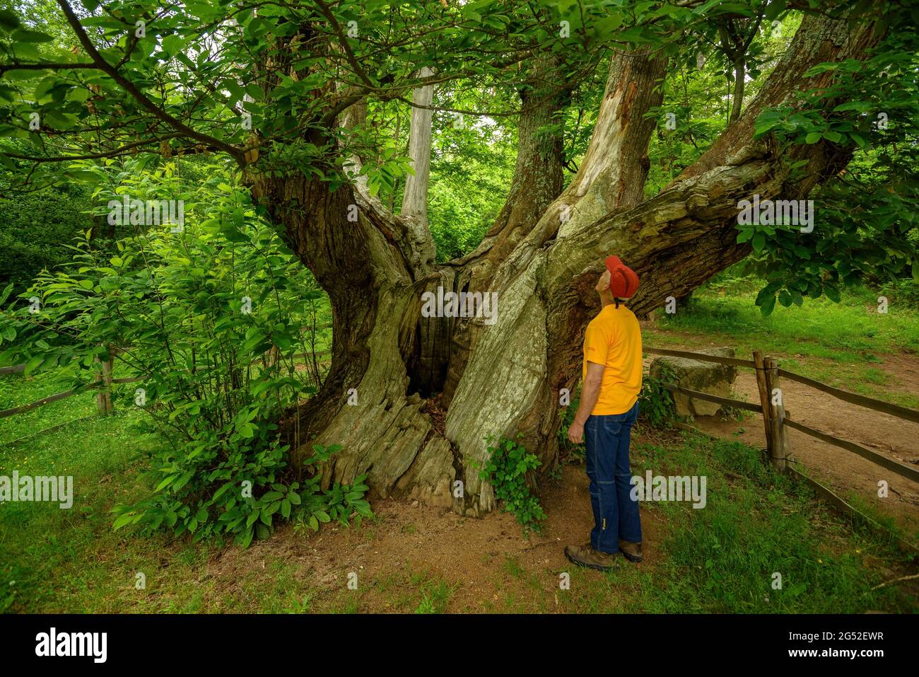 árbol de castaño hi-res stock photography and images - Alamy