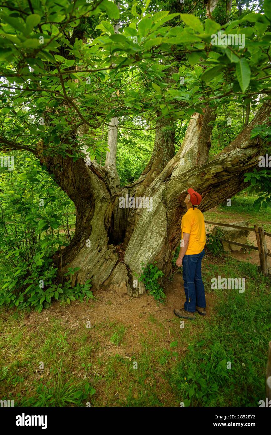 árbol de castaño hi-res stock photography and images - Alamy