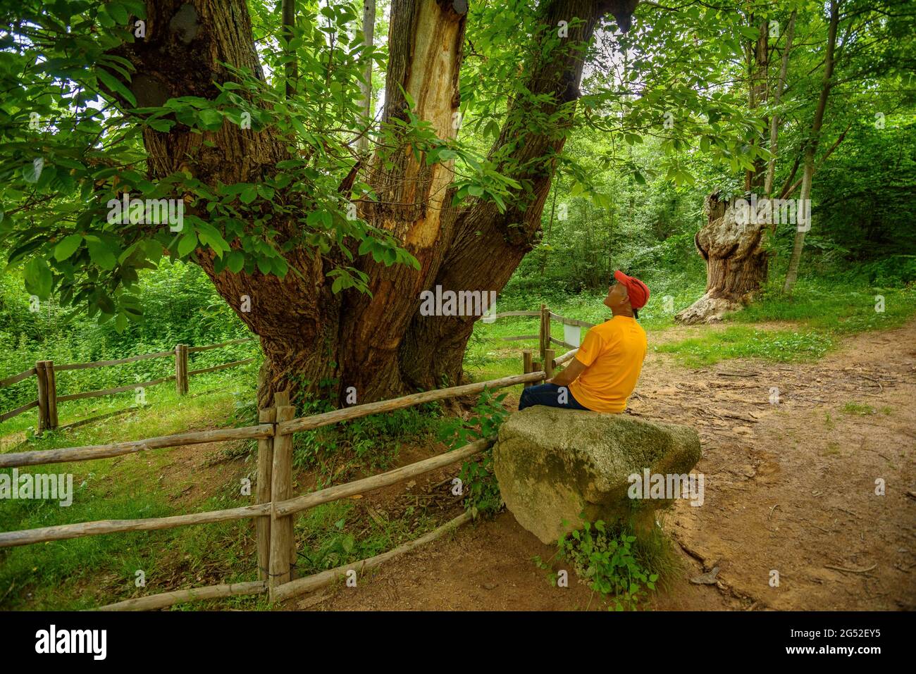 árbol de castaño hi-res stock photography and images - Alamy