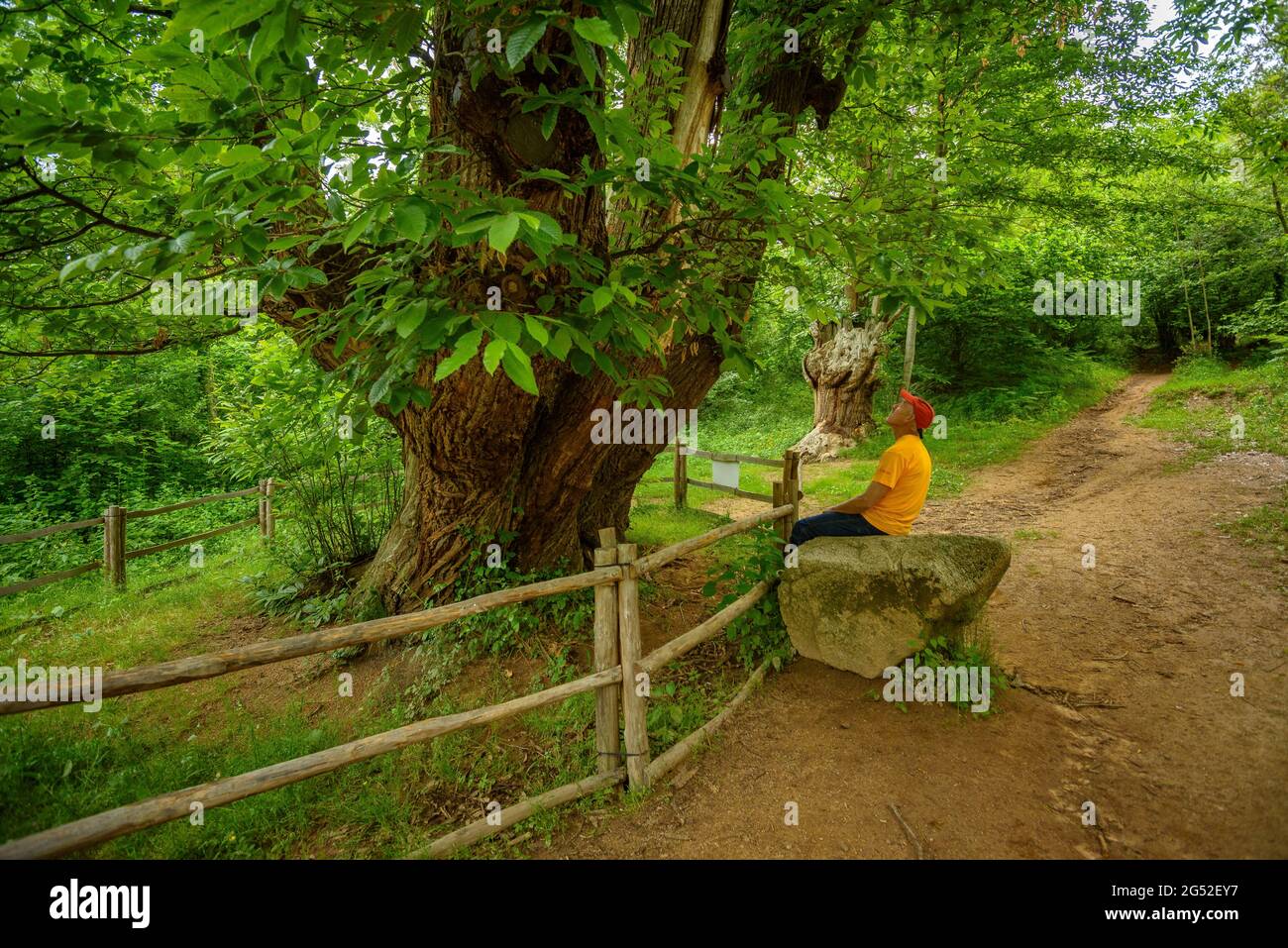 árbol de castaño hi-res stock photography and images - Alamy