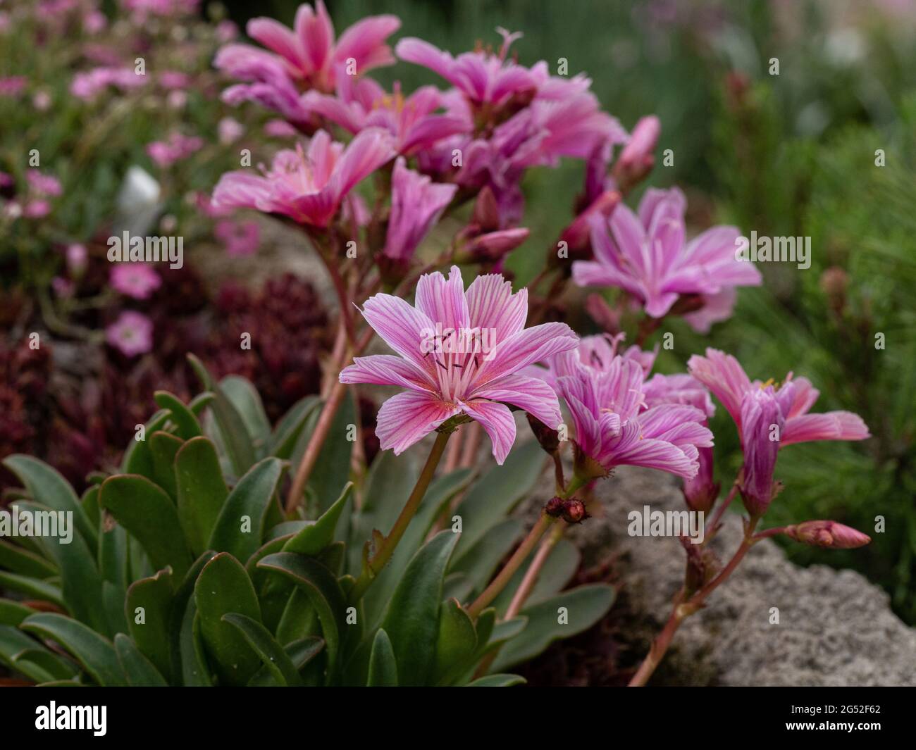 Trough garden hi-res stock photography and images - Alamy