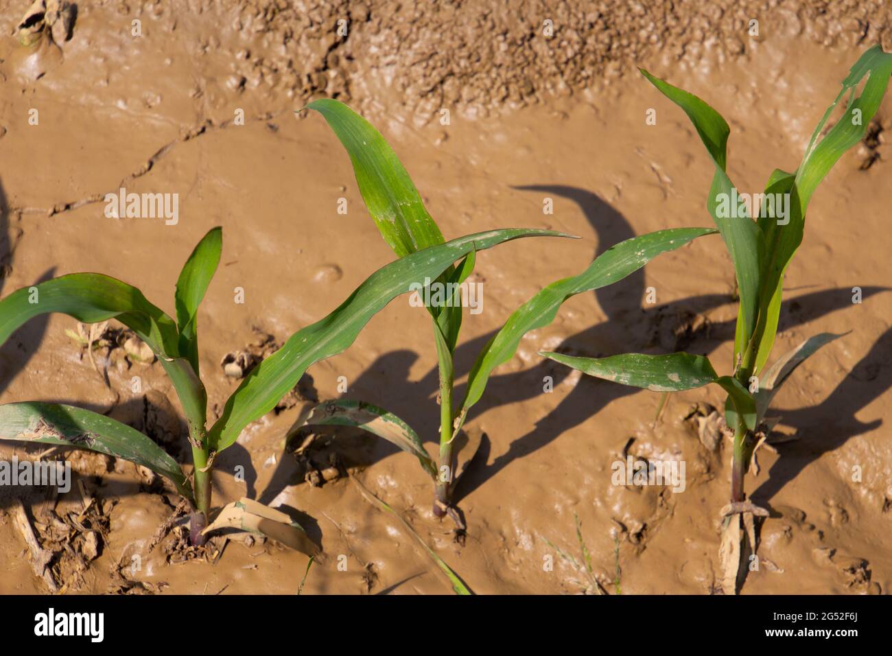 Young corn seedlings in the mud Stock Photo - Alamy