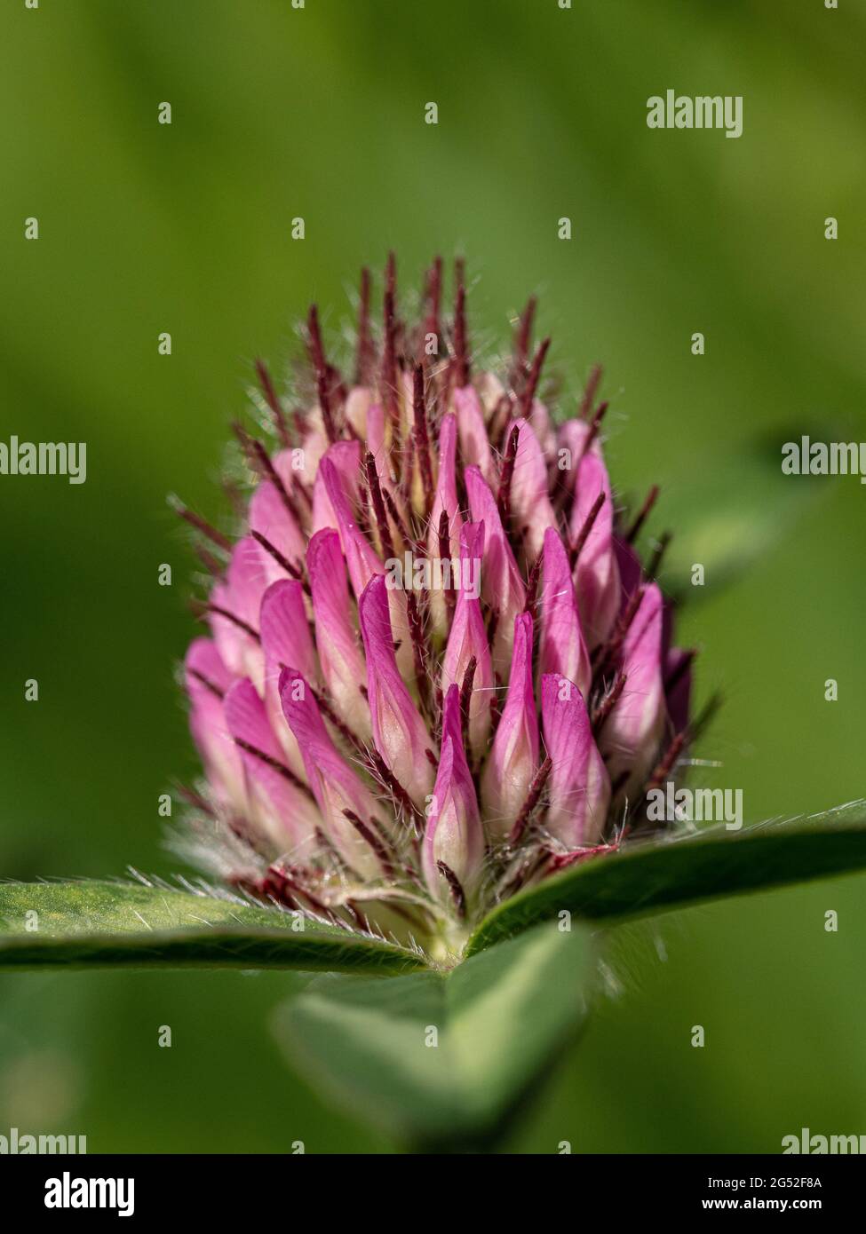 Insect red clover hi-res stock photography and images - Alamy