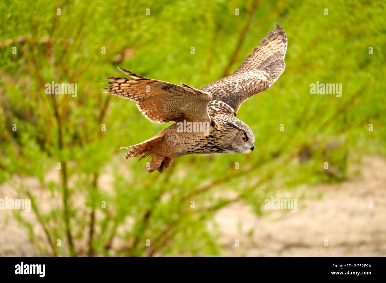 Eagle Owl, flies over grass, sand and undergrowth. The bird of prey ...