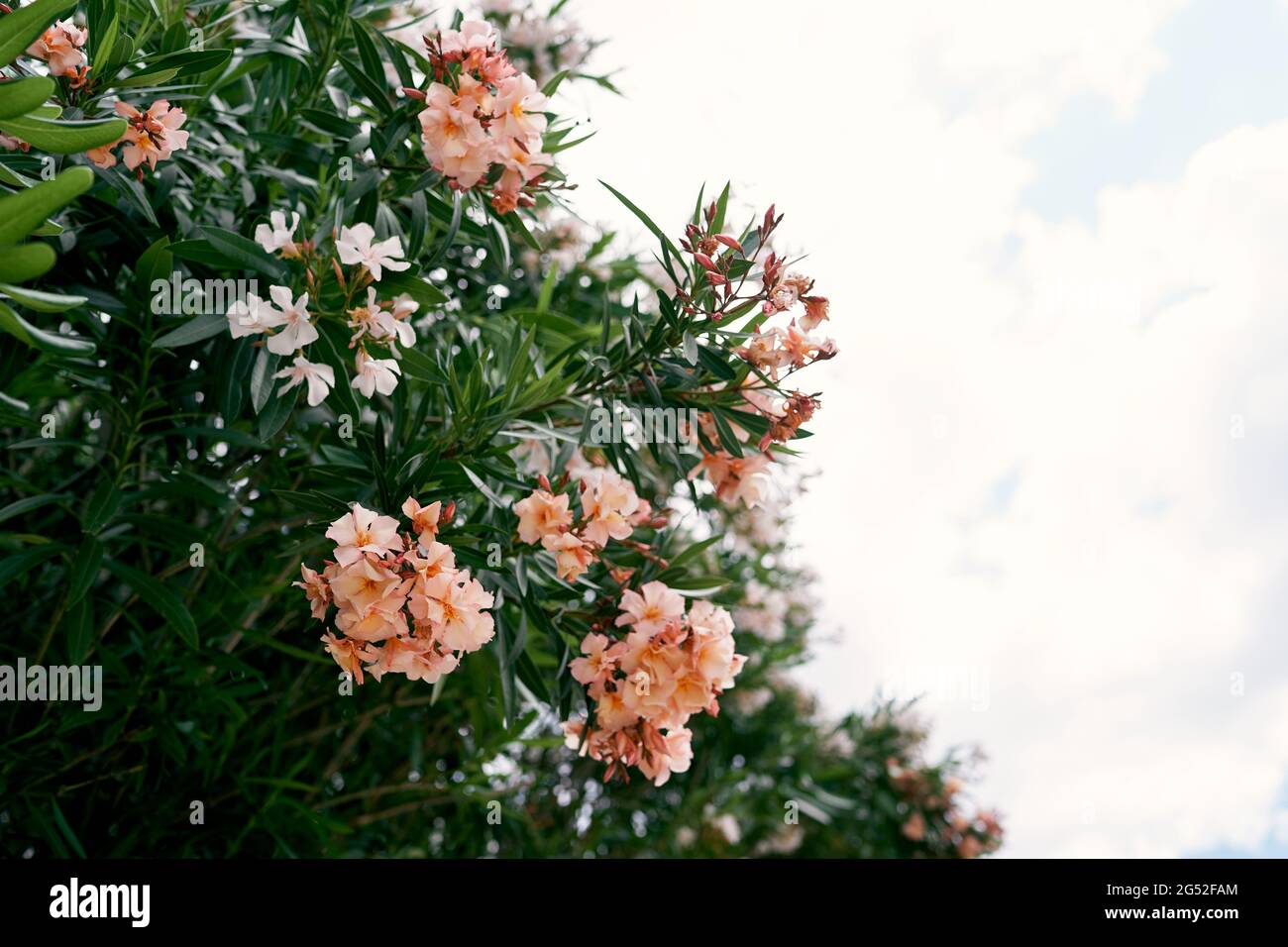 Blooming branches of oleander on a background of blue sky Stock Photo ...