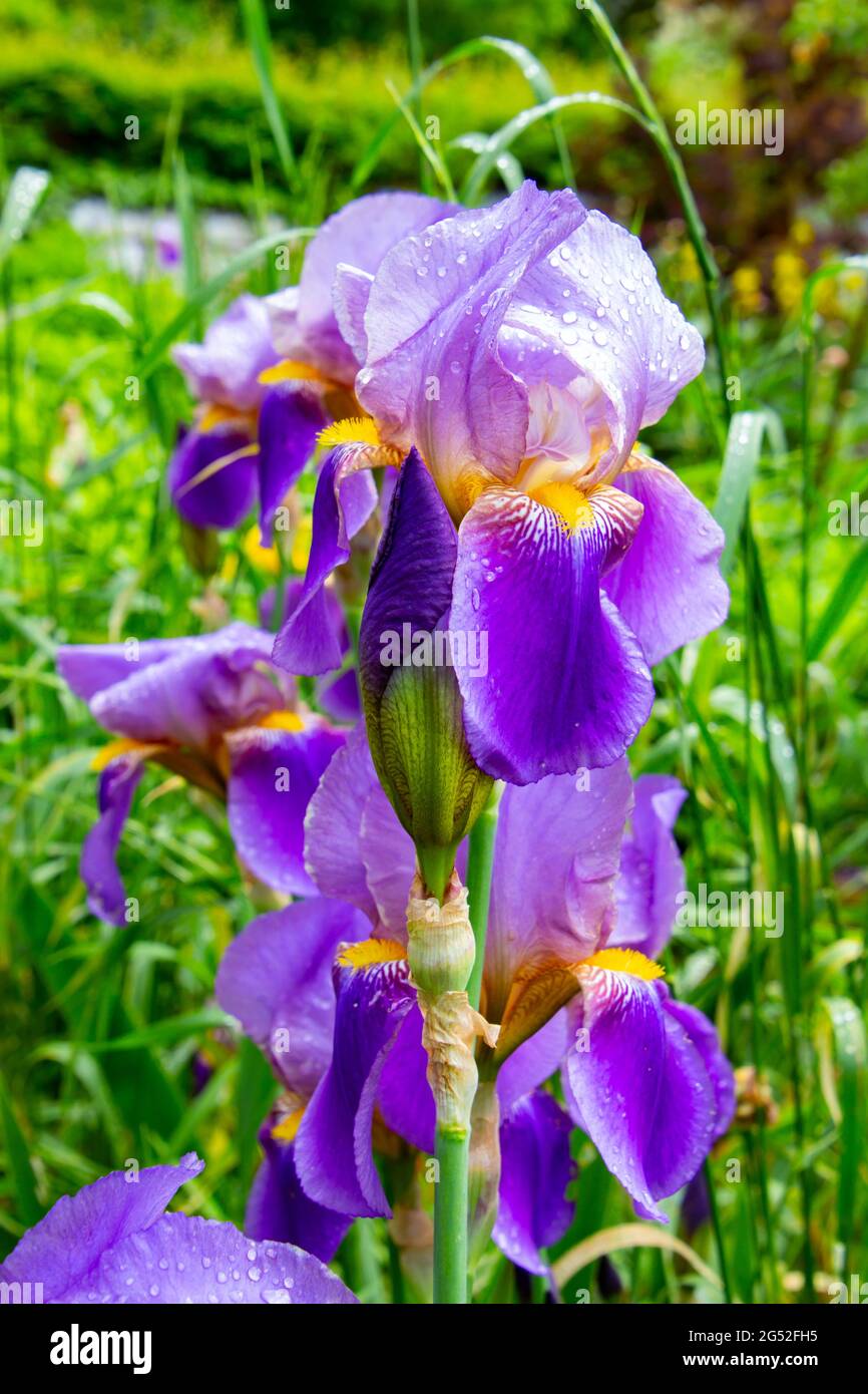 Blue bearded iris hi-res stock photography and images - Alamy