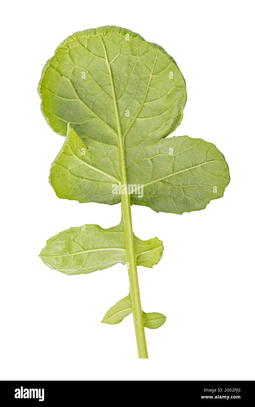 Radish leaf isolated on a white background Stock Photo - Alamy