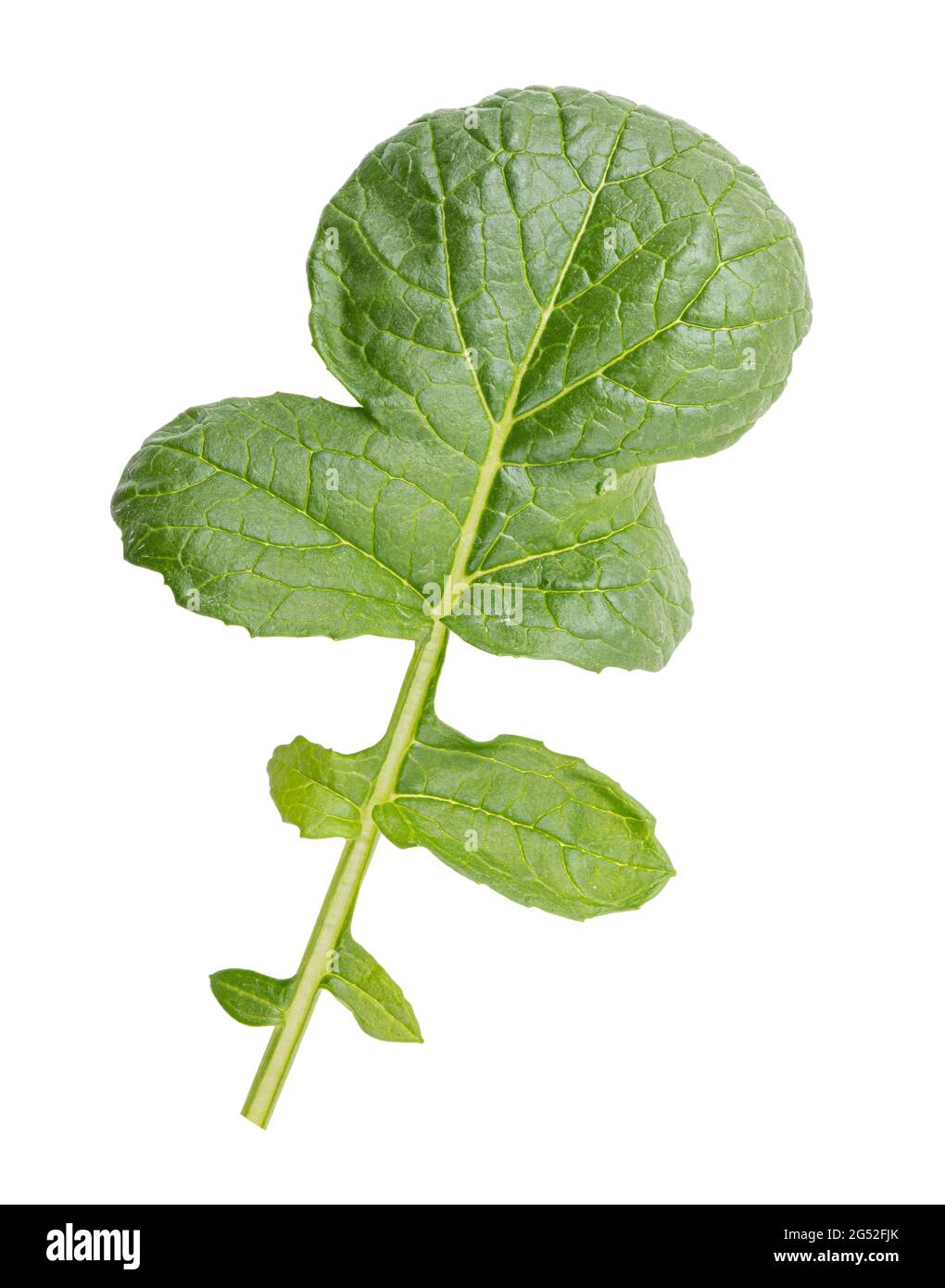 Radish leaf isolated on a white background Stock Photo - Alamy