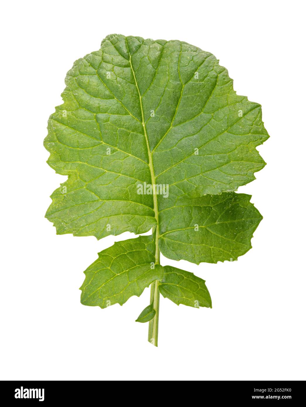 Radish leaf isolated on a white background Stock Photo - Alamy