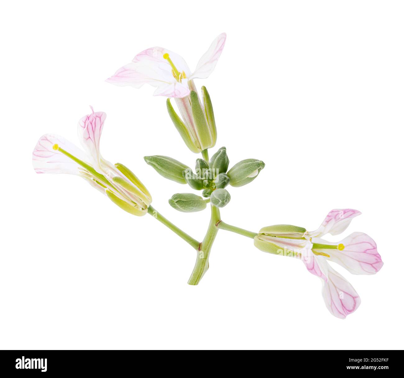 Radish flower hi-res stock photography and images - Alamy