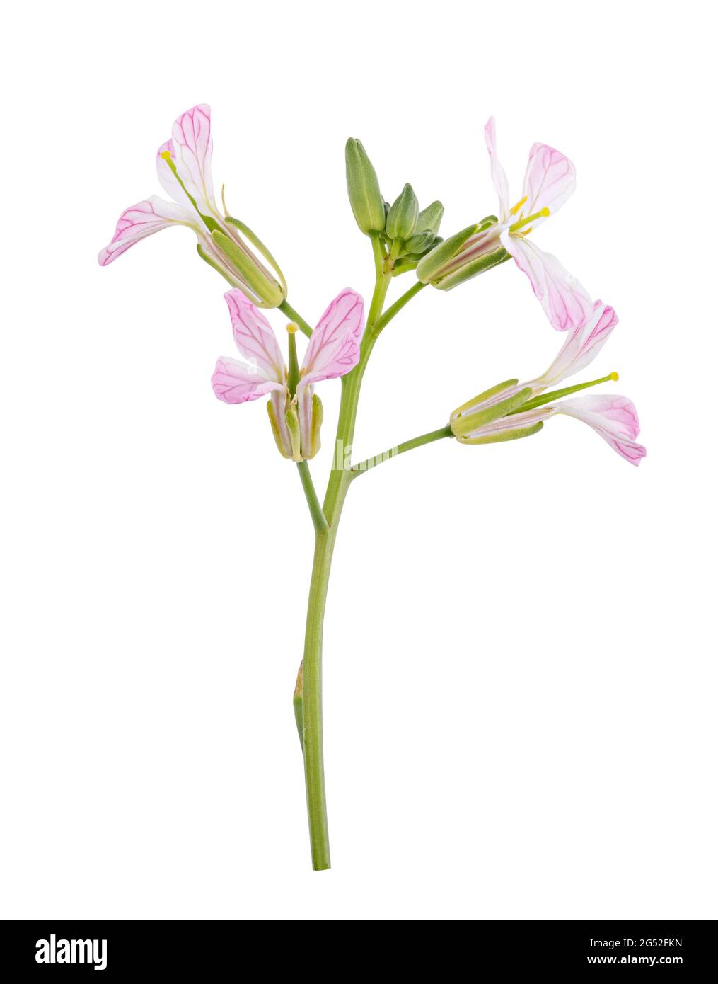 Radish flower isolated on a white background Stock Photo - Alamy