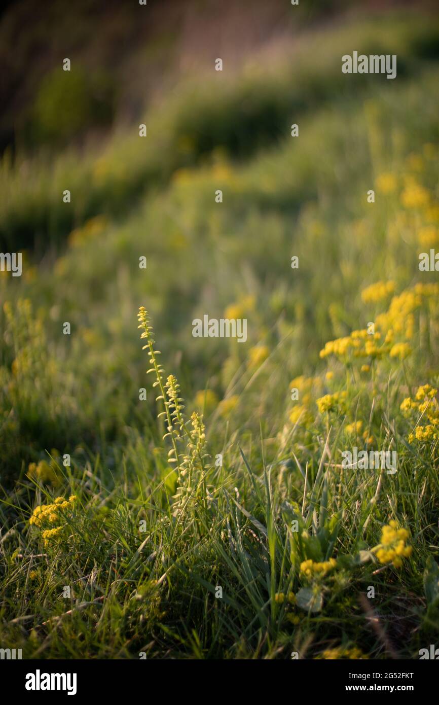 Wild flowers on a field background Stock Photo - Alamy