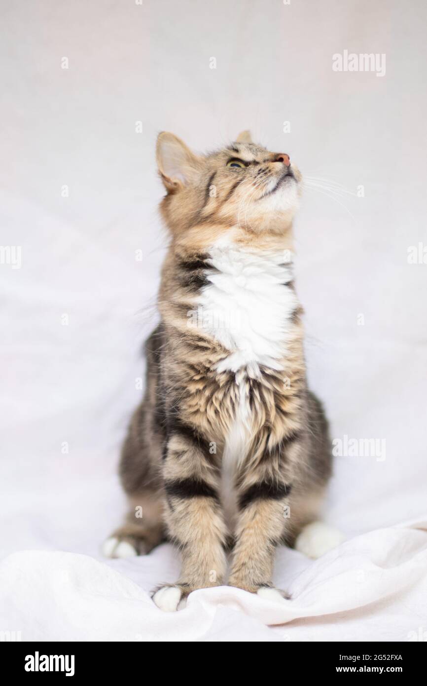 Funny cat smilling, domestic cat Stock Photo - Alamy
