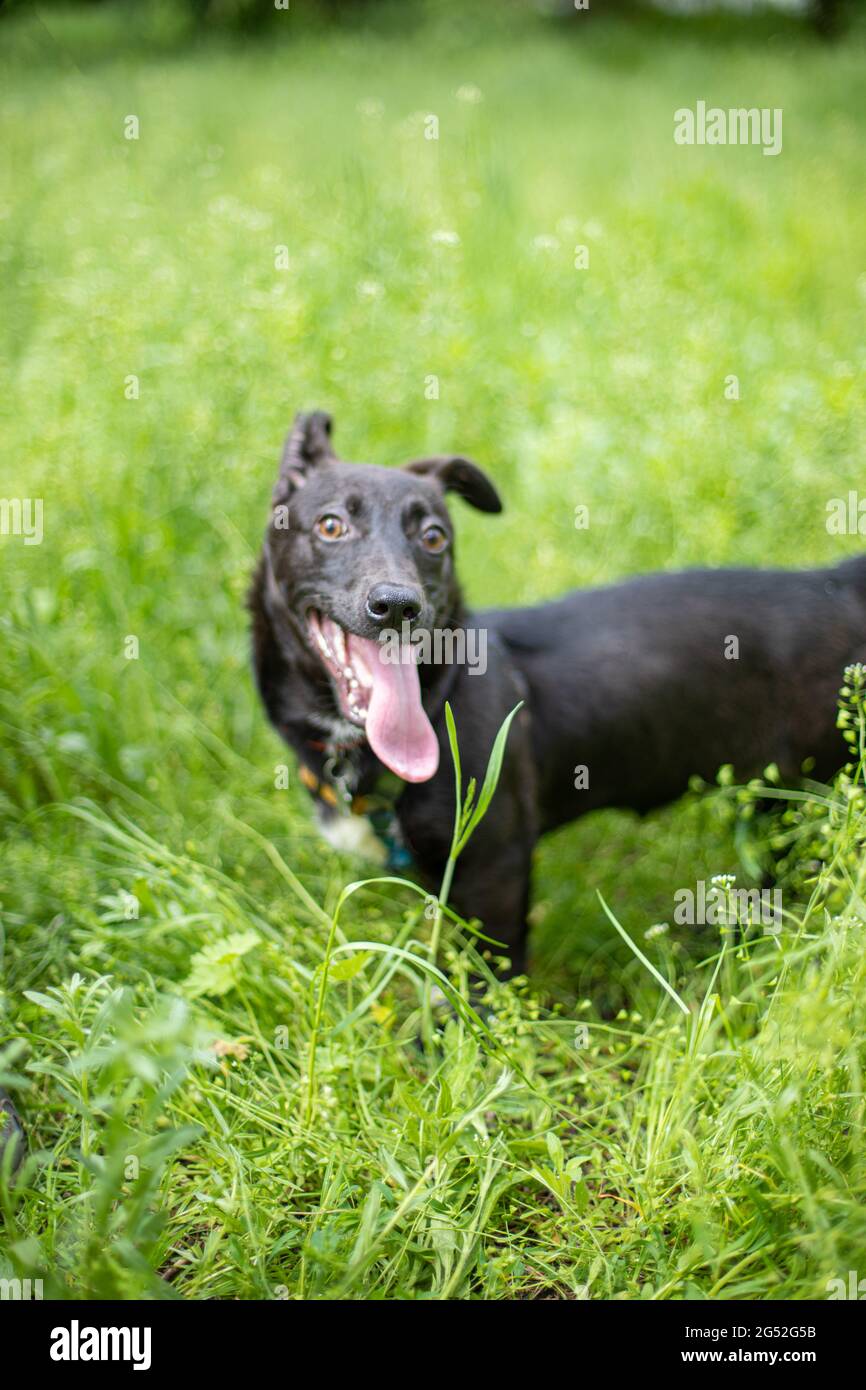 Funny dog smilling, domestic dog Stock Photo - Alamy
