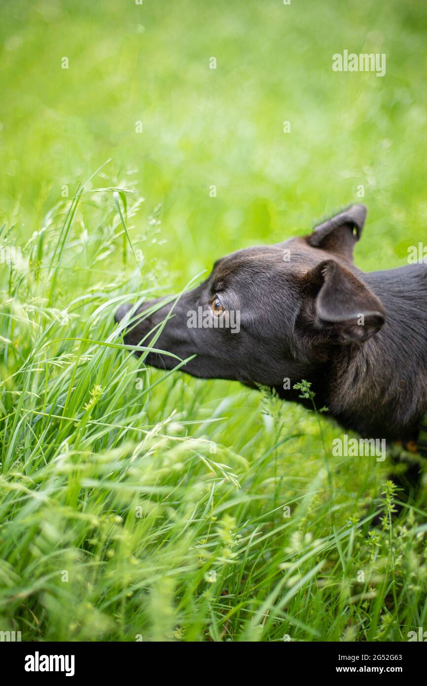 Funny dog smilling, domestic dog Stock Photo - Alamy
