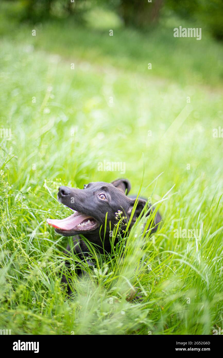 Funny dog smilling, domestic dog Stock Photo - Alamy