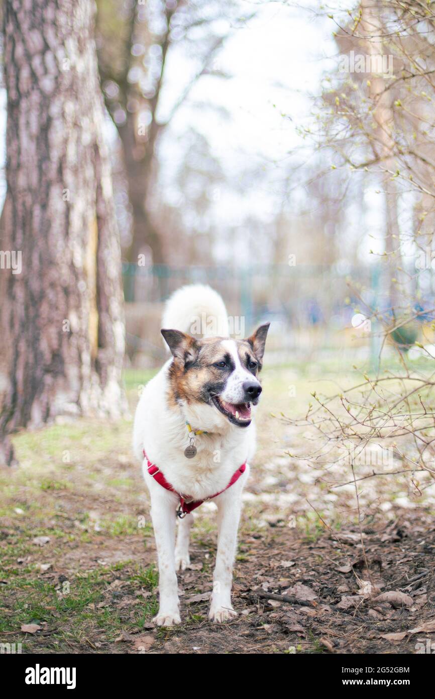 Funny dog smilling, domestic dog Stock Photo - Alamy