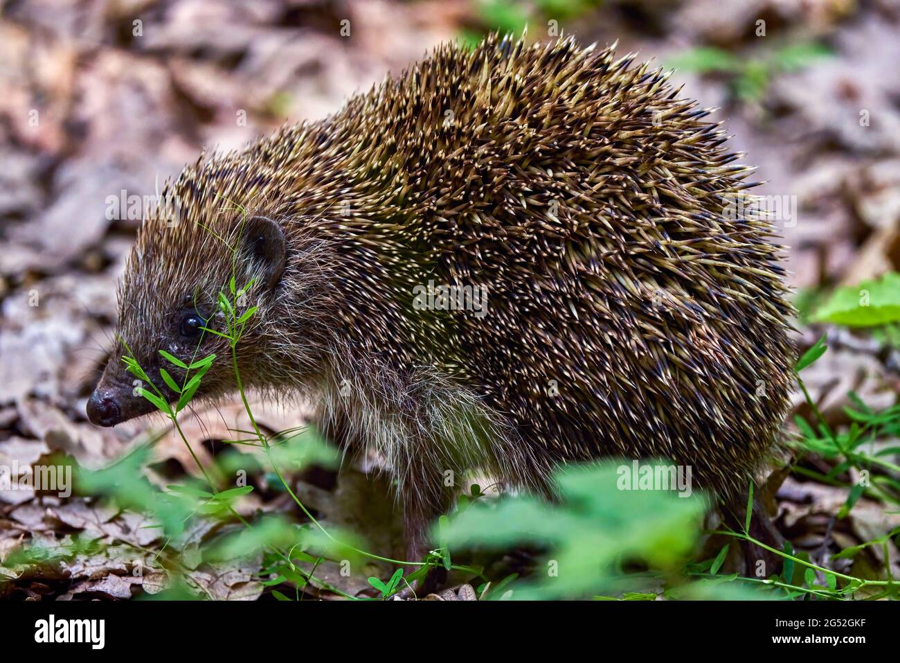 Hedgehogs (Erinaceidae) are a family of mammals Stock Photo - Alamy