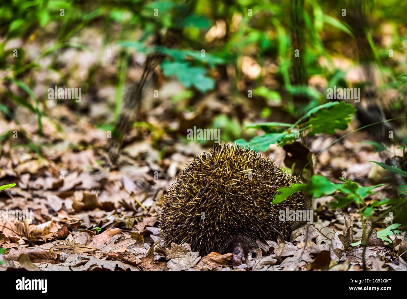 Hedgehogs (Erinaceidae) are a family of mammals Stock Photo - Alamy