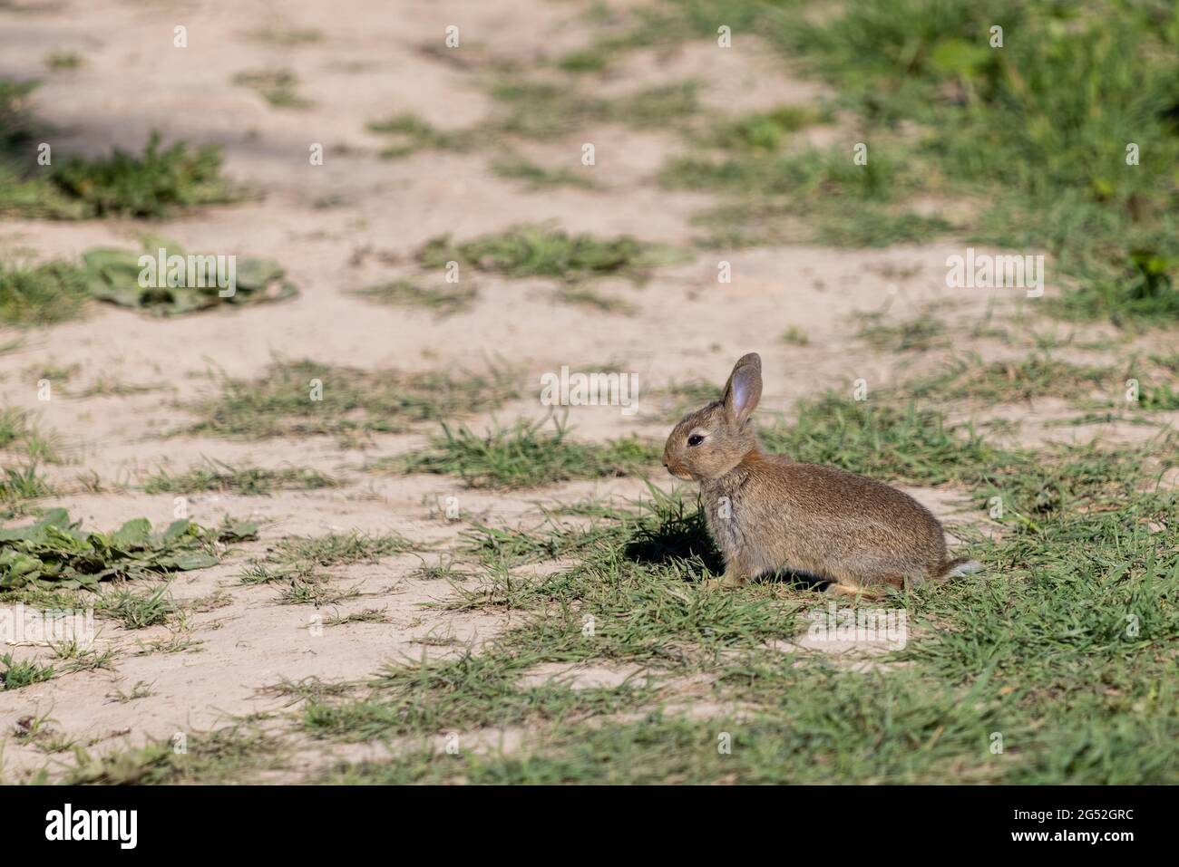 European wild rabbit tail hi-res stock photography and images - Alamy