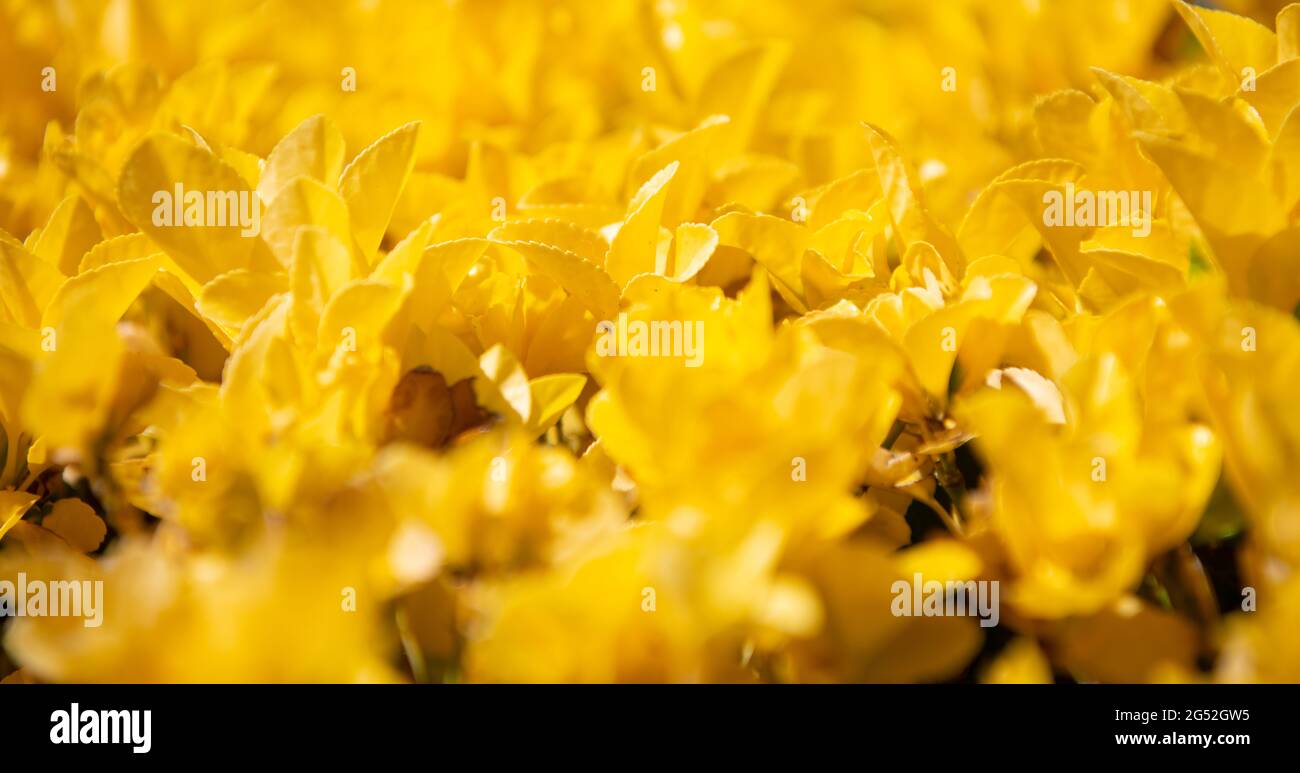 Yellow leaves. Fall color leaves. Bush texture leaf background. Natural ...