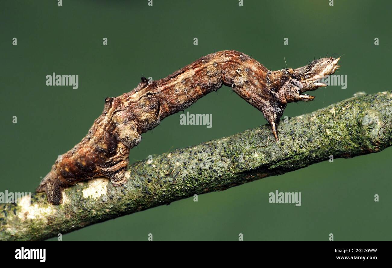 Early thorn moth caterpillar (Selenia dentaria) crawling on tree branch ...