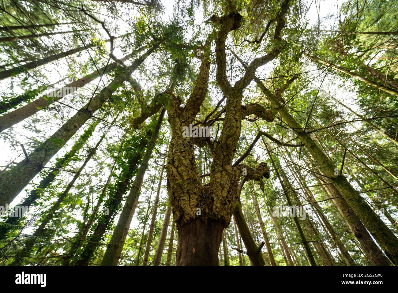 Arbol de bosque hi-res stock photography and images - Alamy