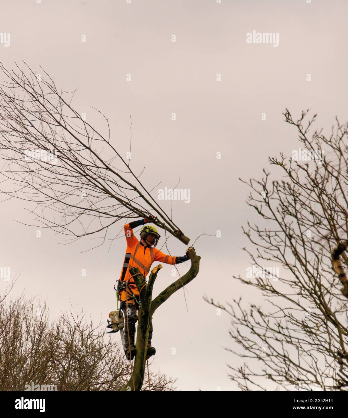 Tree Surgeon reducing height of tree Stock Photo - Alamy