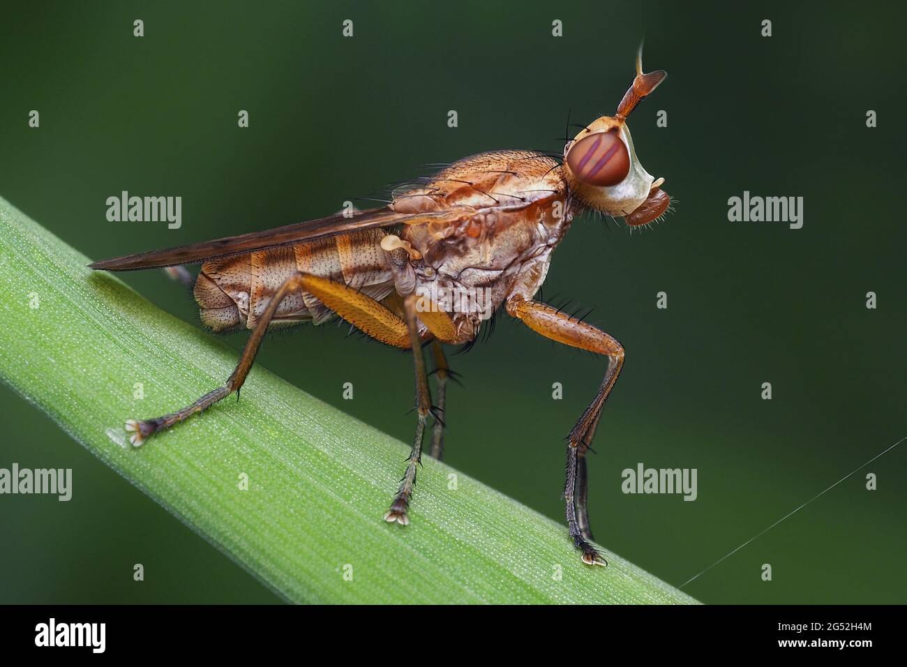 Killing insects hi-res stock photography and images - Alamy