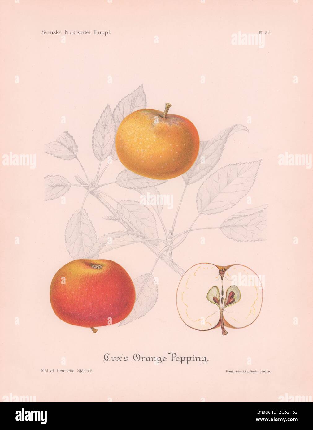Vintage lithographic reproduction of apple variety painting by the ...
