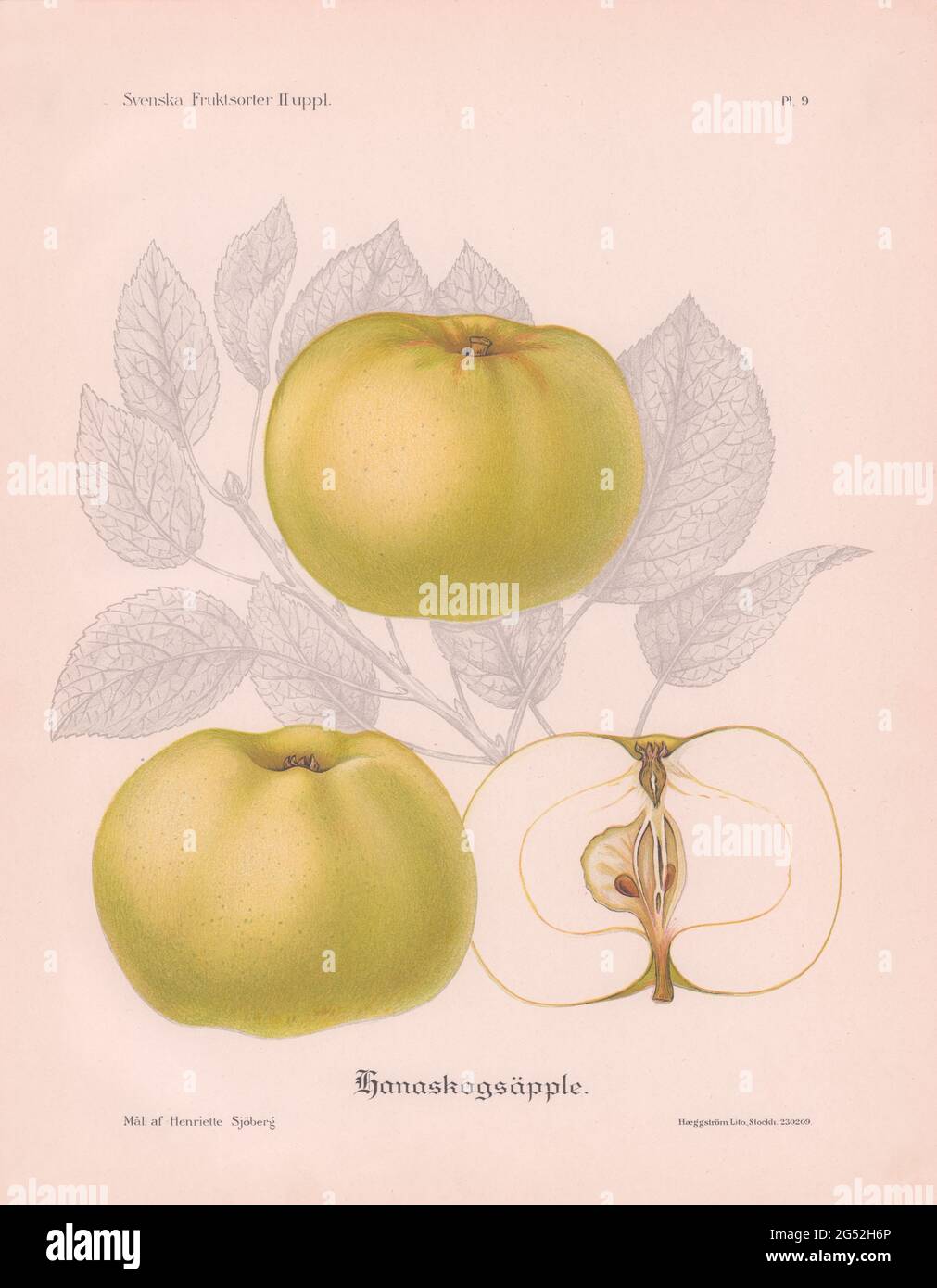 Vintage lithographic reproduction of apple variety painting by the ...