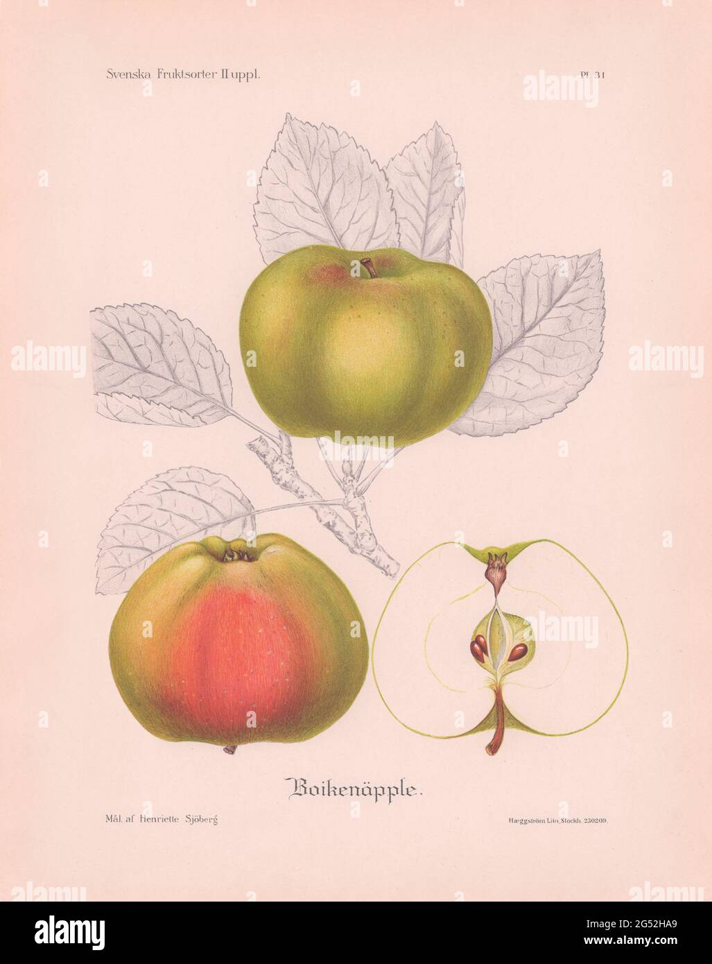Vintage lithographic reproduction of apple variety painting by the ...